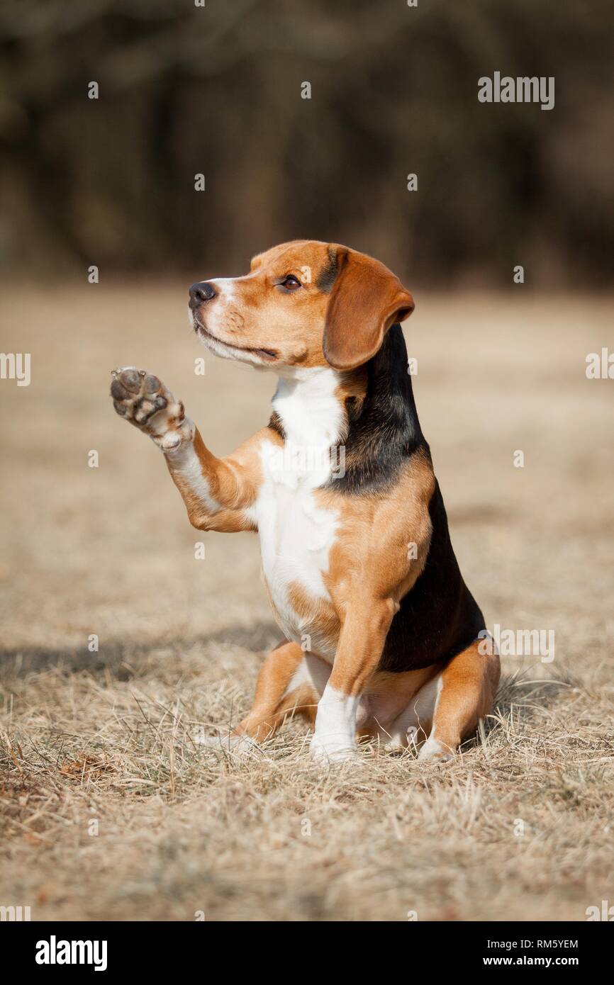 Dog waving paw hi-res stock photography and images - Alamy