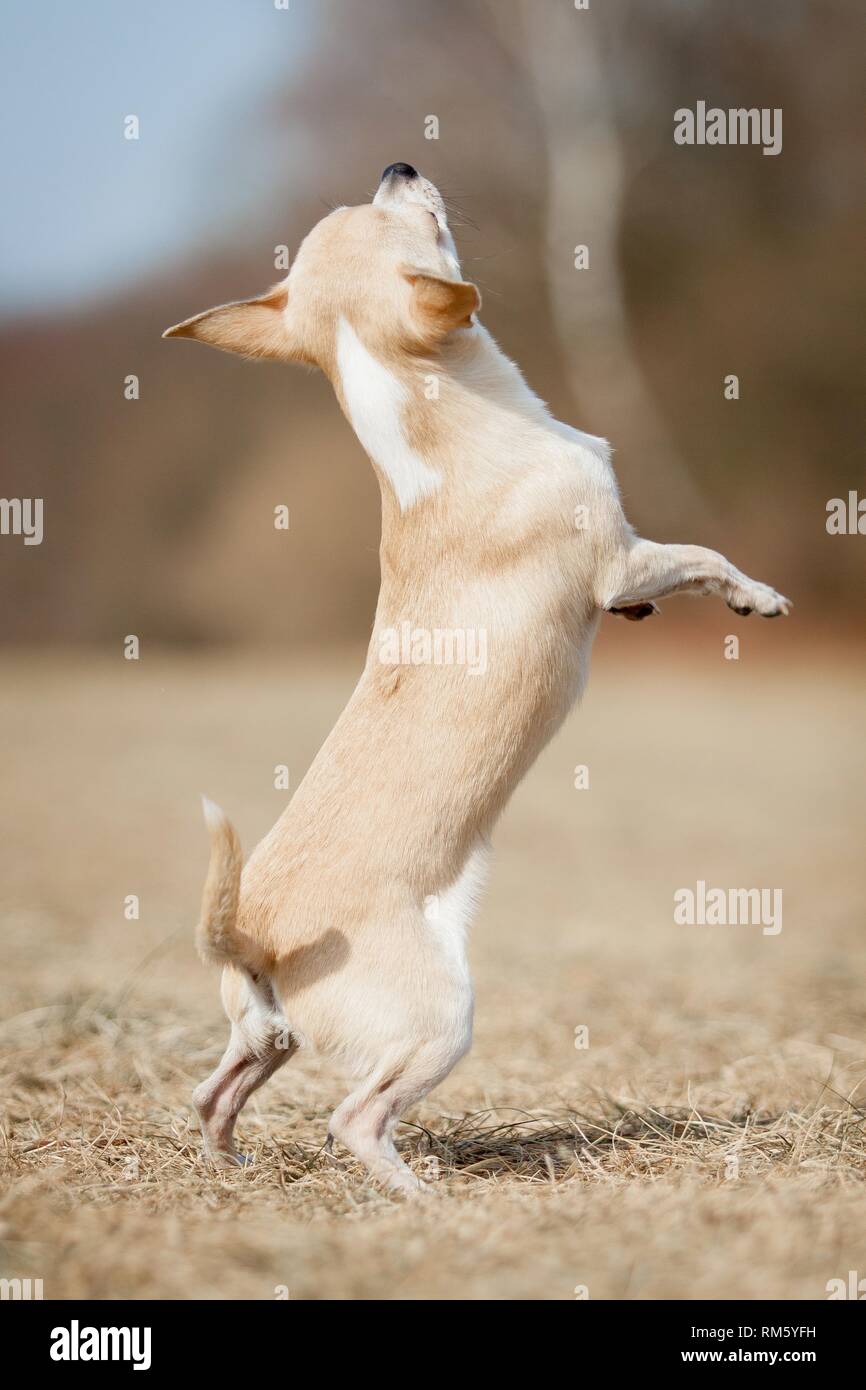 Chihuahua looking back hi-res stock photography and images - Alamy