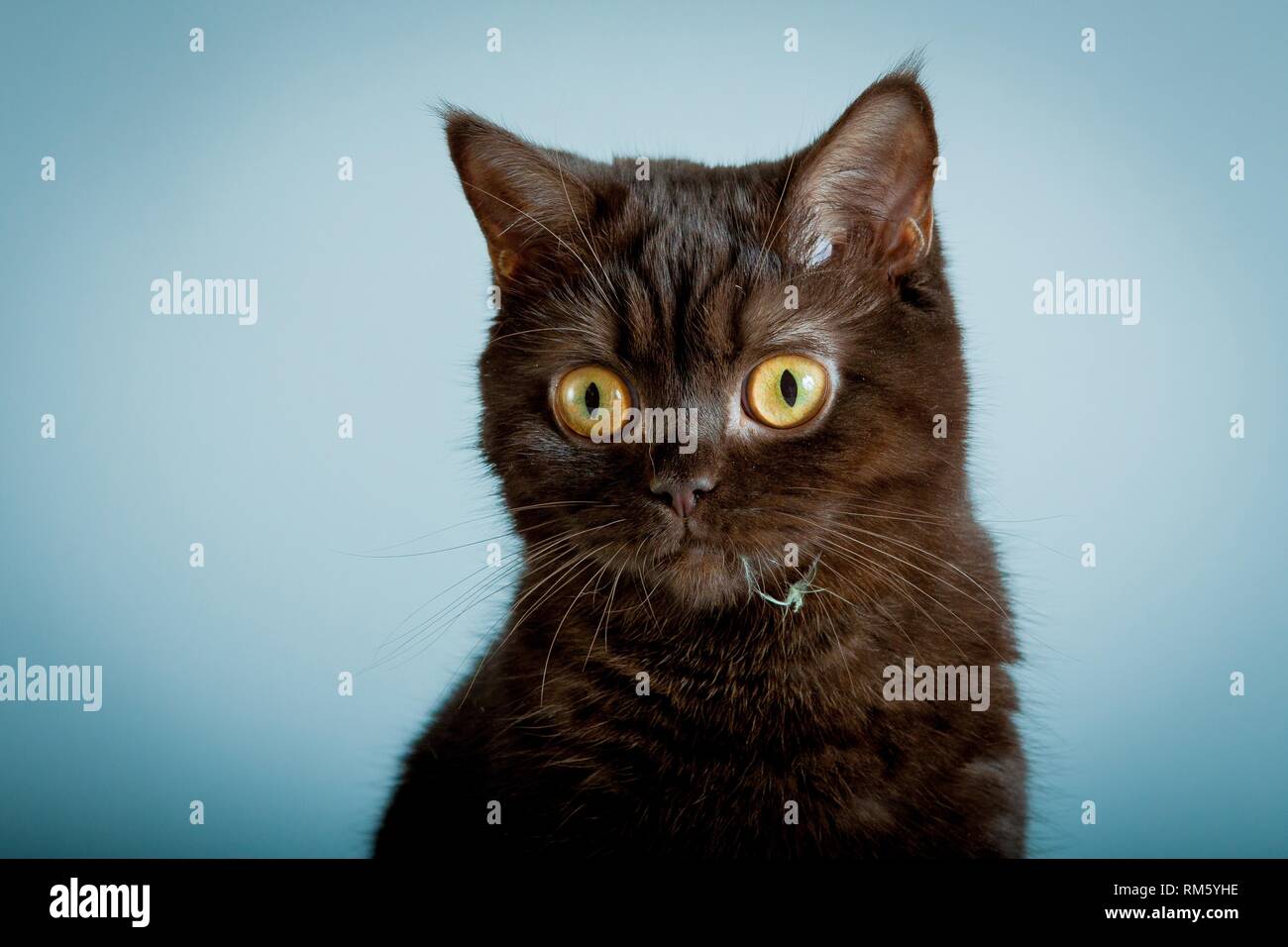 British Shorthair Portrait Stock Photo - Alamy