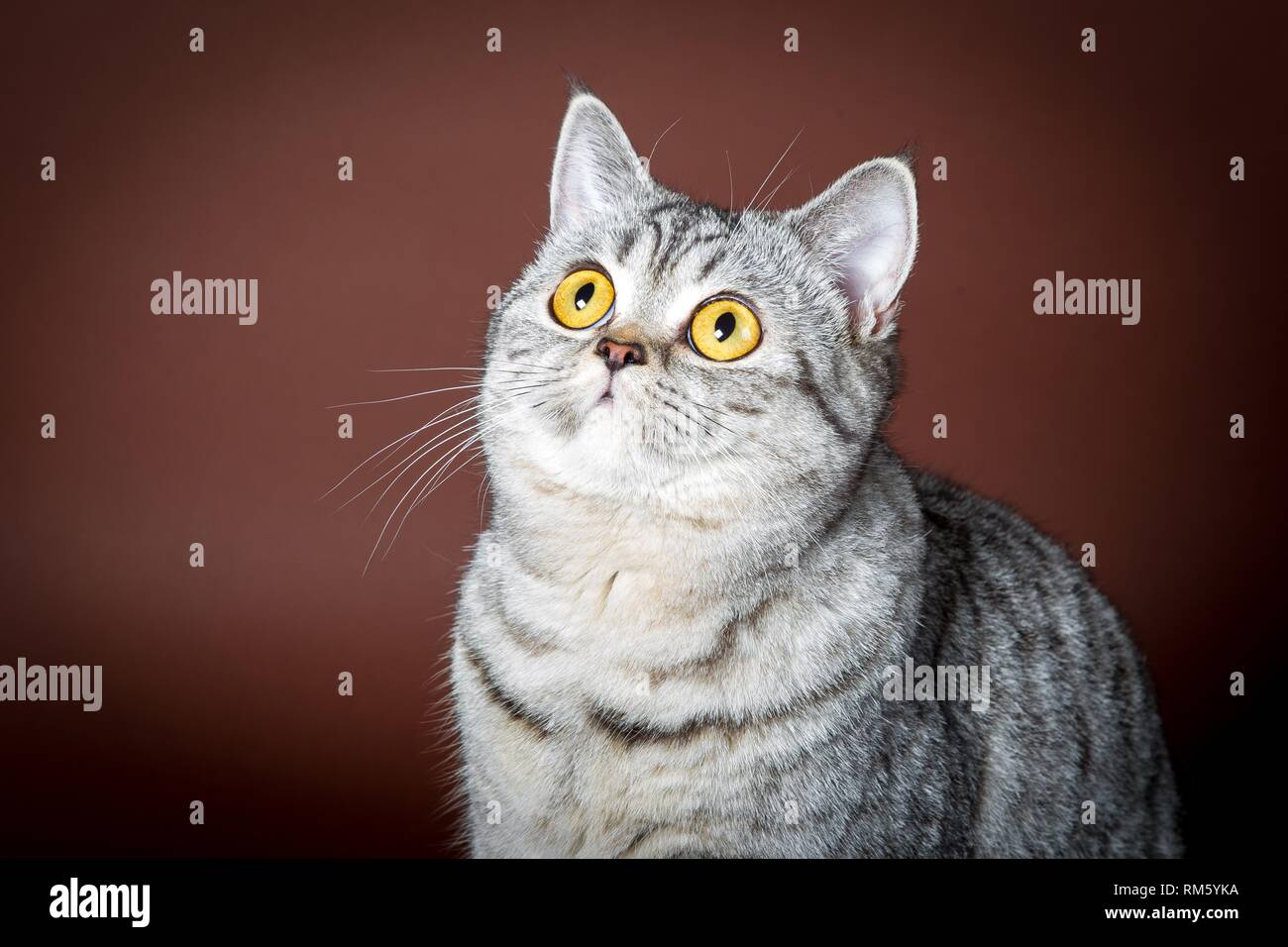 British Shorthair Portrait Stock Photo - Alamy