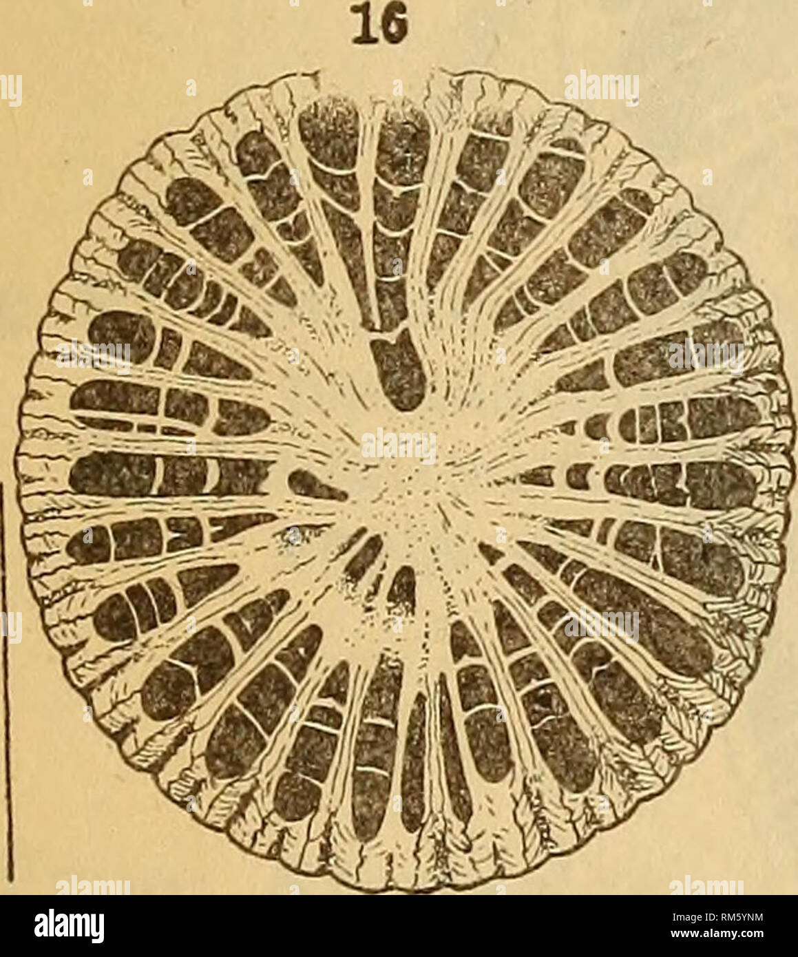 Intestines forming hi-res stock photography and images - Alamy