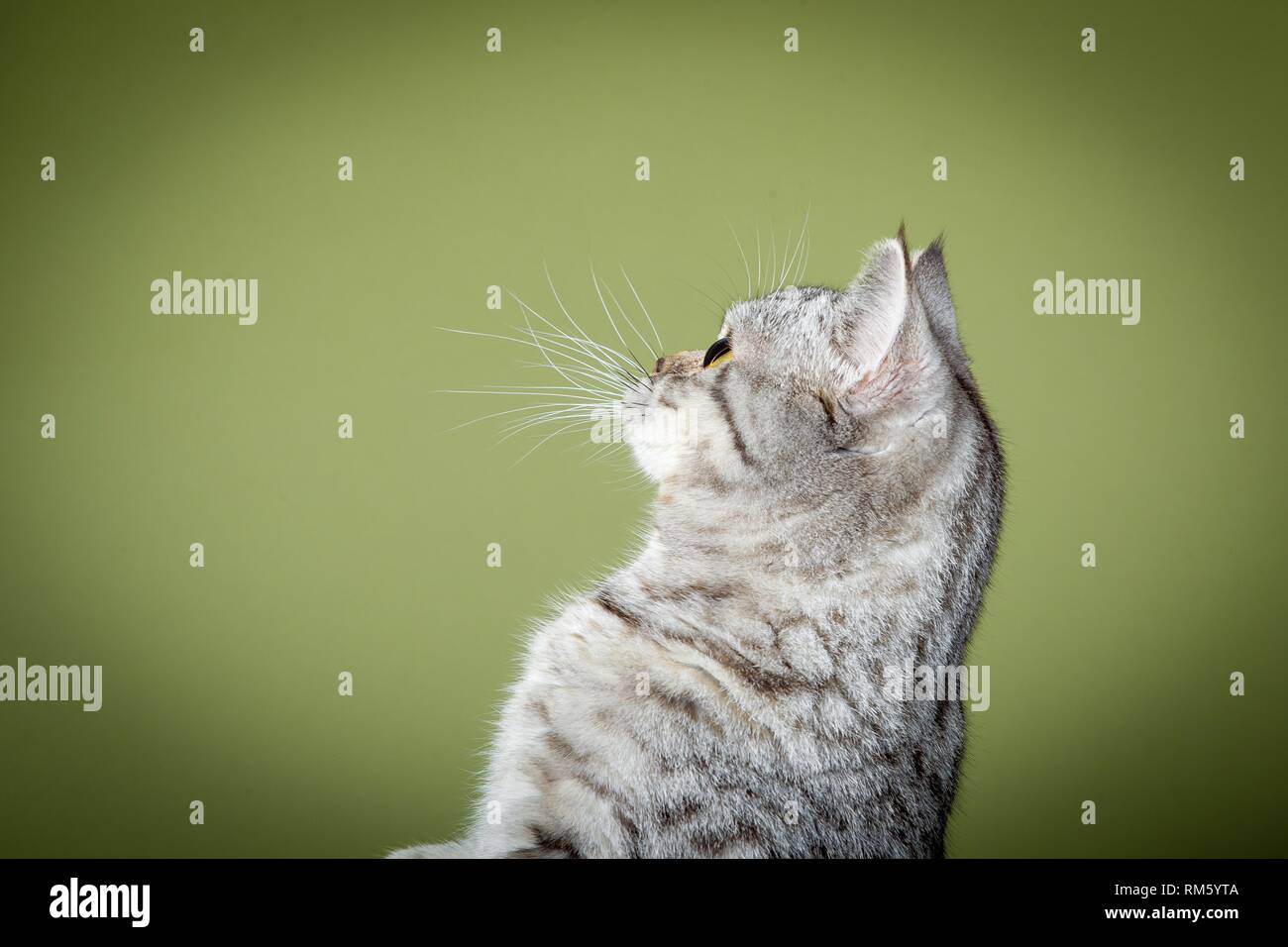 British Shorthair Portrait Stock Photo - Alamy