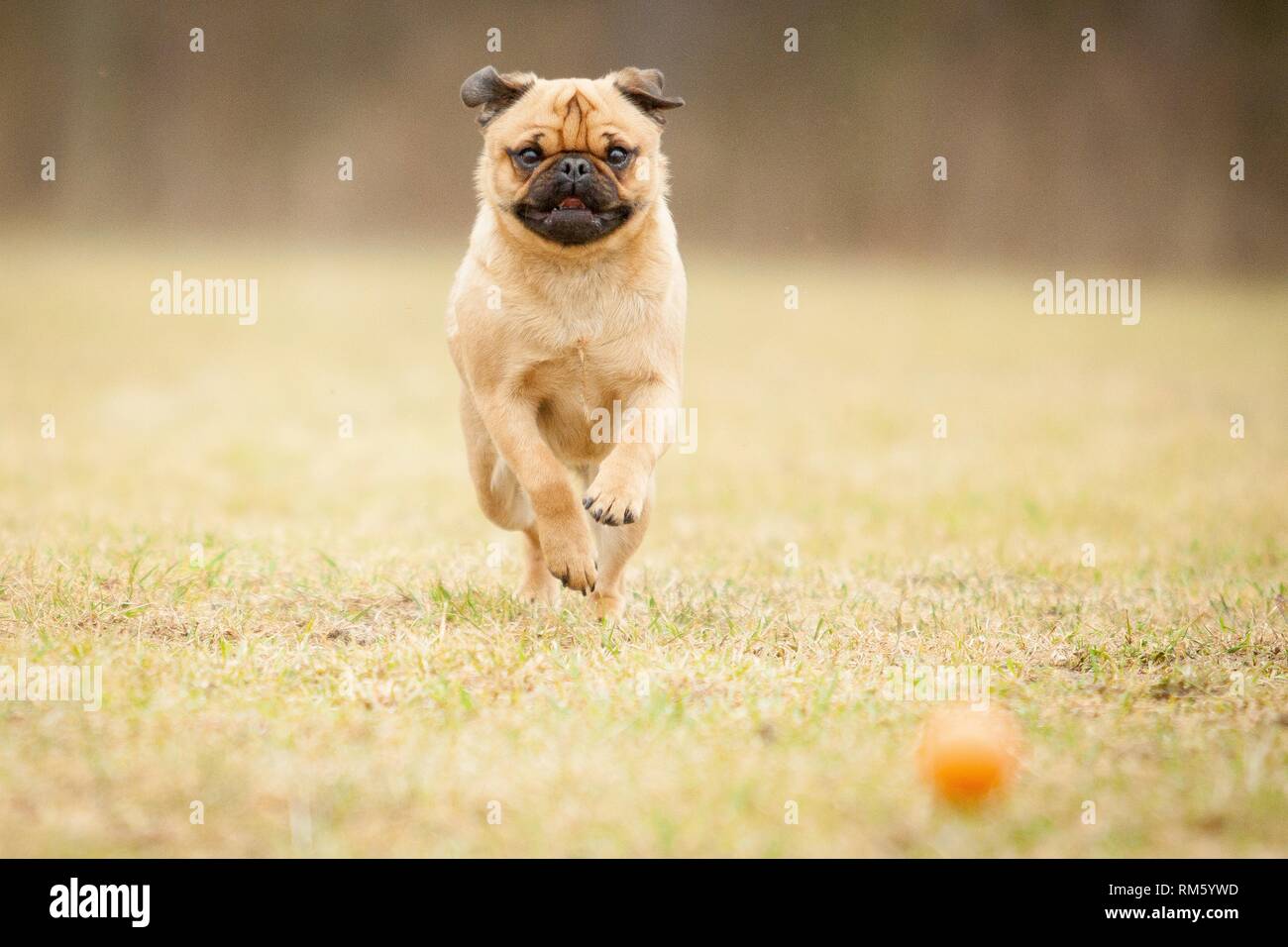 Pug playing ball hi-res stock photography and images - Alamy