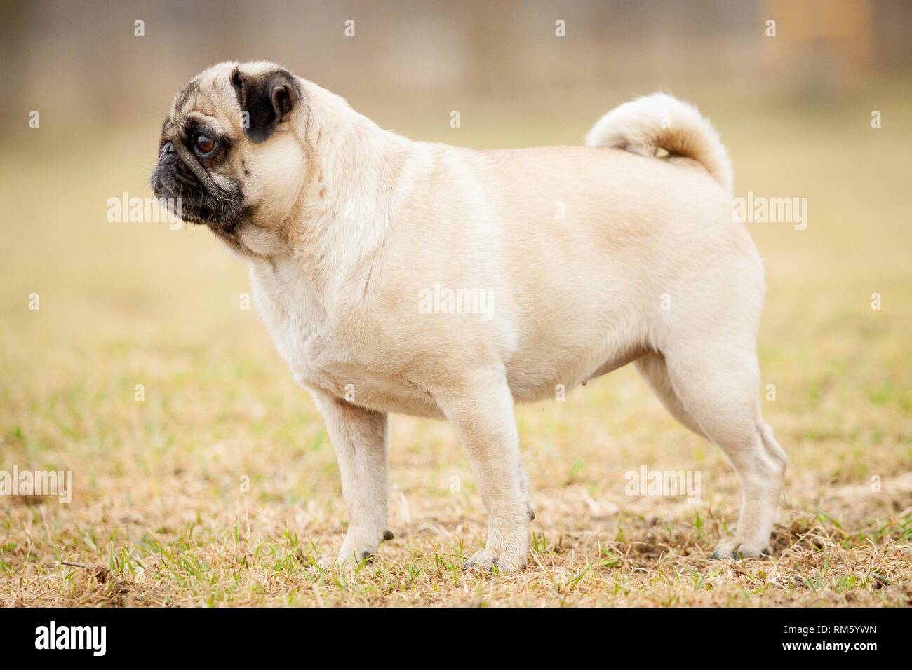 Pugs side profile hi-res stock photography and images - Alamy