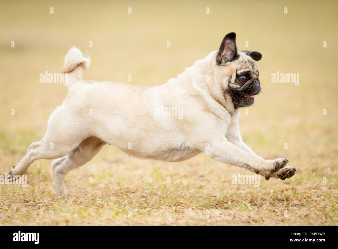 Pugs side profile hi-res stock photography and images - Alamy