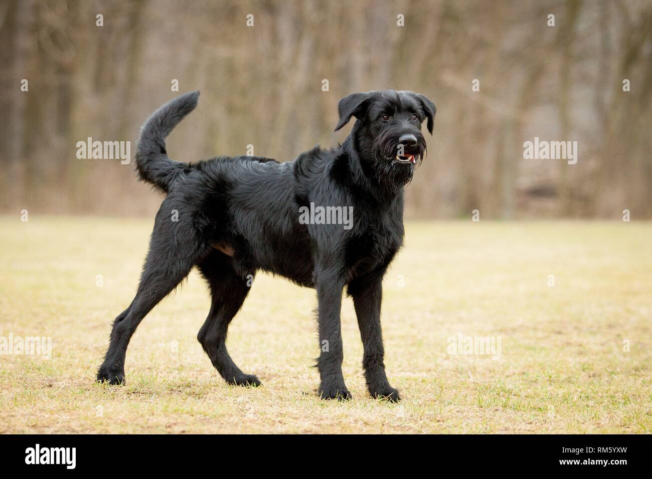 Standing Giant Schnauzer High Resolution Stock Photography and Images ...
