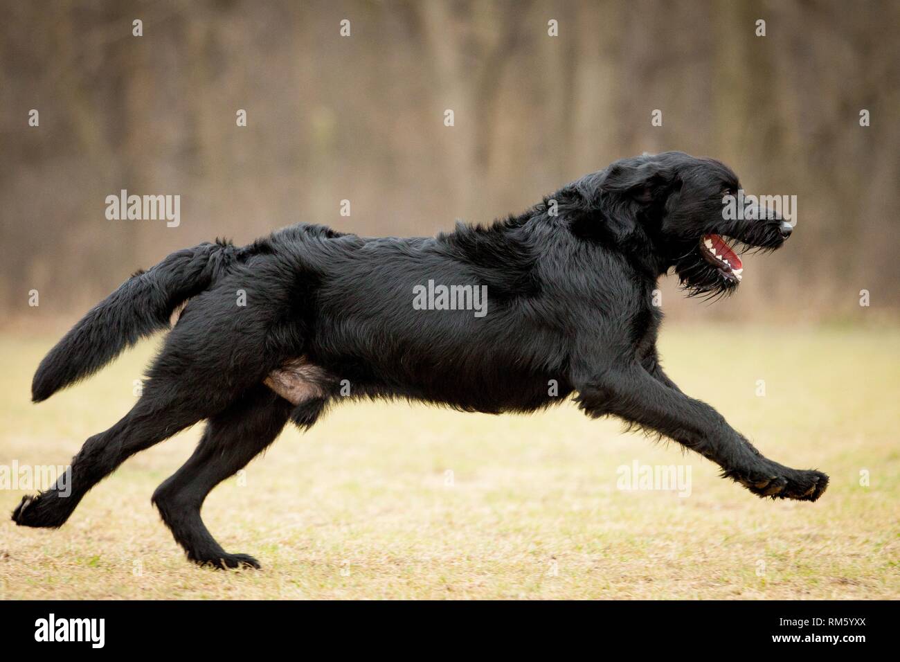 running Giant Schnauzer Stock Photo - Alamy