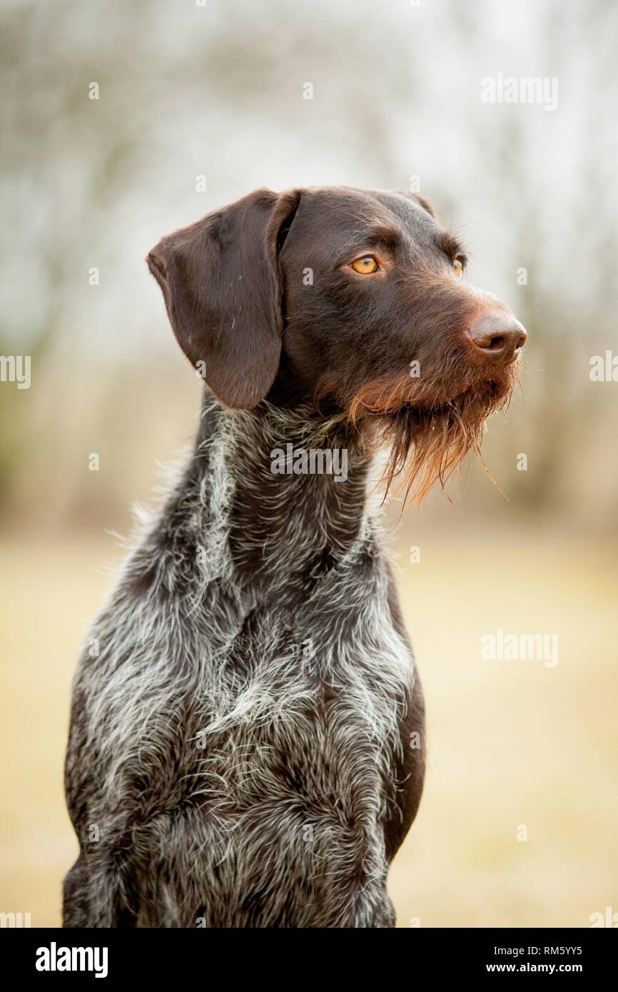 German wirehaired Pointer Portrait Stock Photo - Alamy