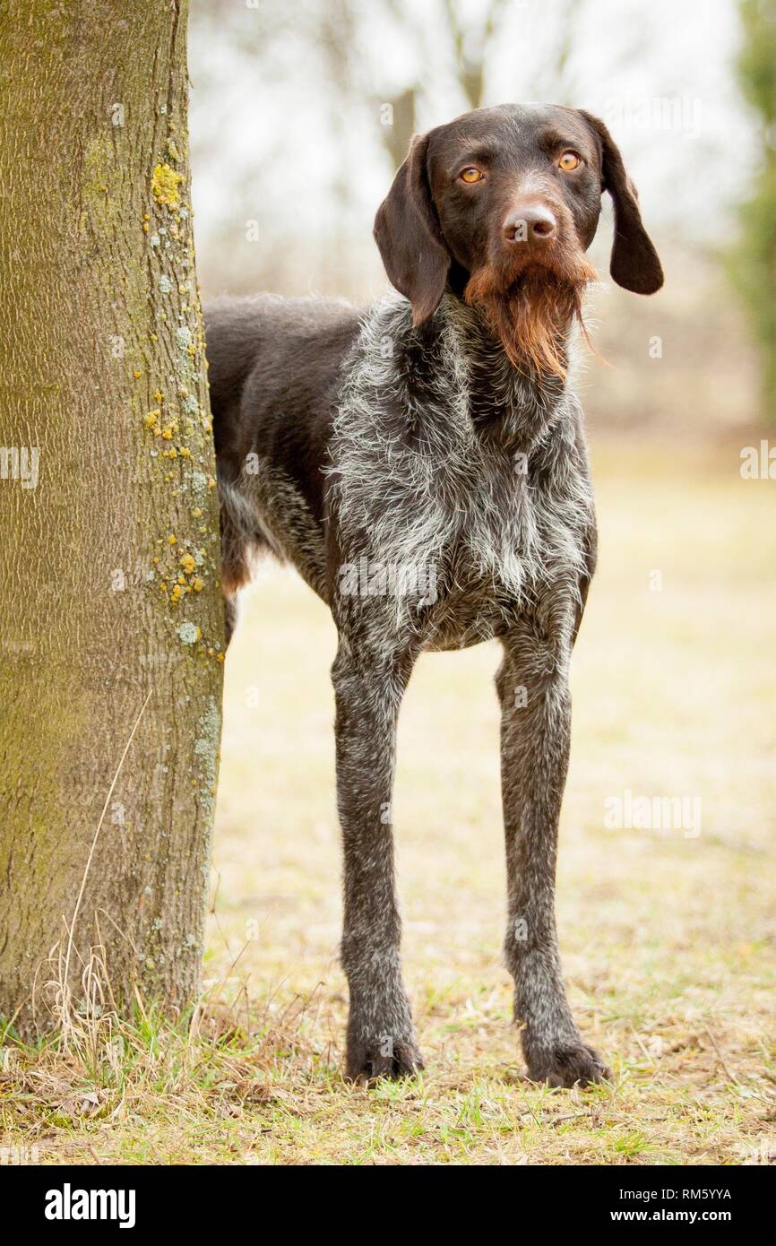 standing German wirehaired Pointer Stock Photo - Alamy