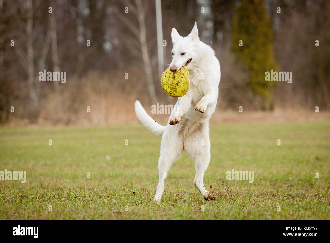 jumping White Swiss Shepherd Dog Stock Photo - Alamy