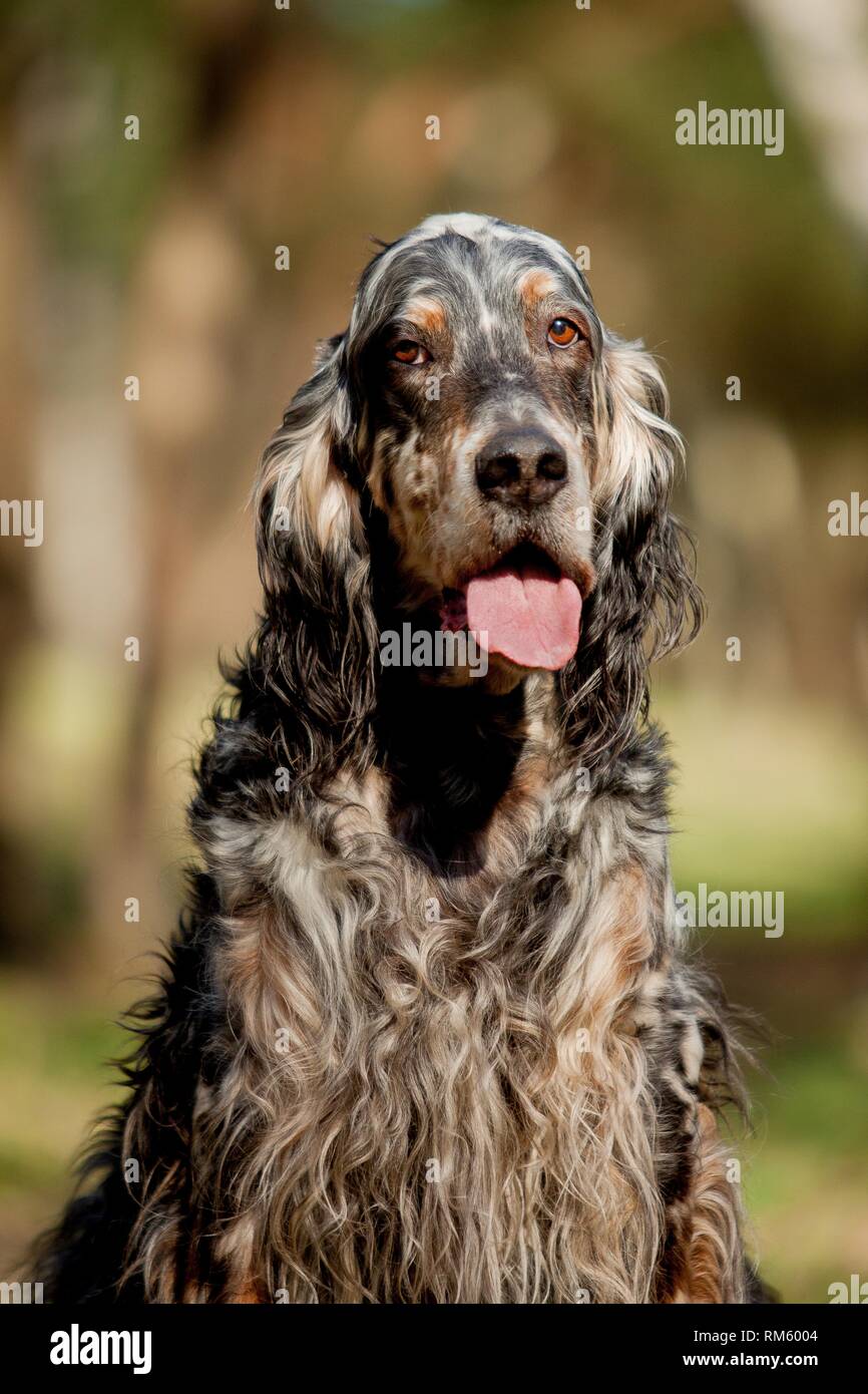 Spotted setter hi-res stock photography and images - Alamy