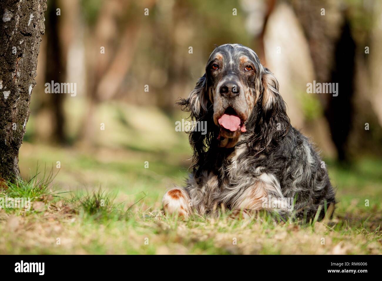 lying English Setter Stock Photo - Alamy