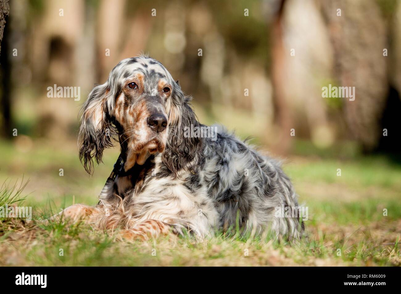 lying English Setter Stock Photo - Alamy