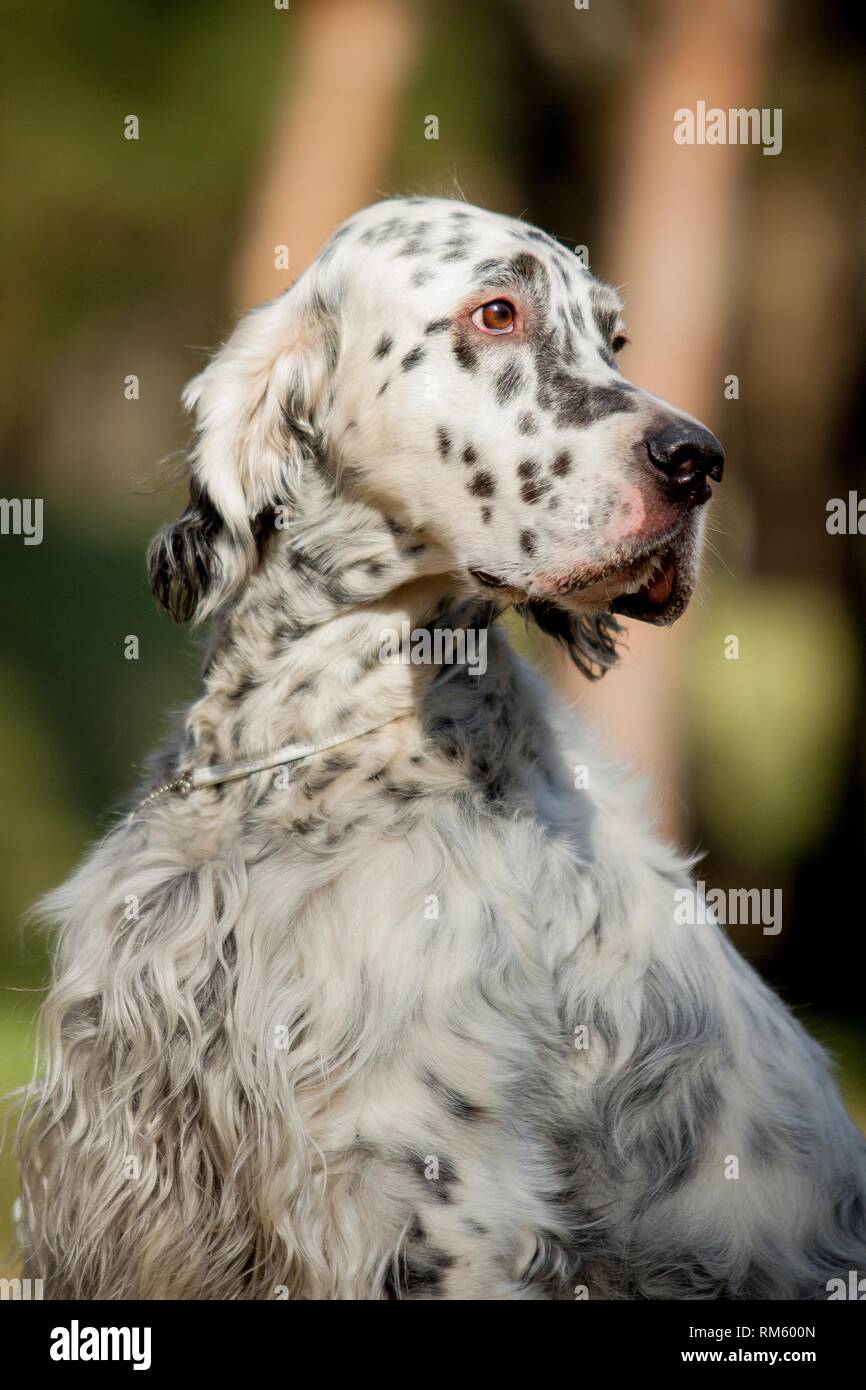 English Setter Portrait Stock Photo - Alamy