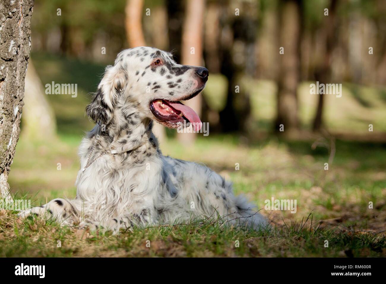 Blue Belton English Setter High Resolution Stock Photography and Images ...