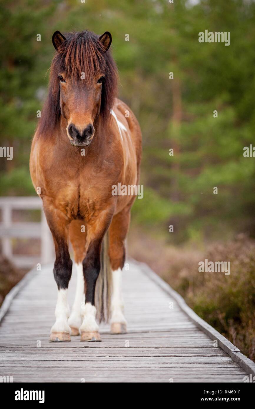Equus stage hi-res stock photography and images - Alamy