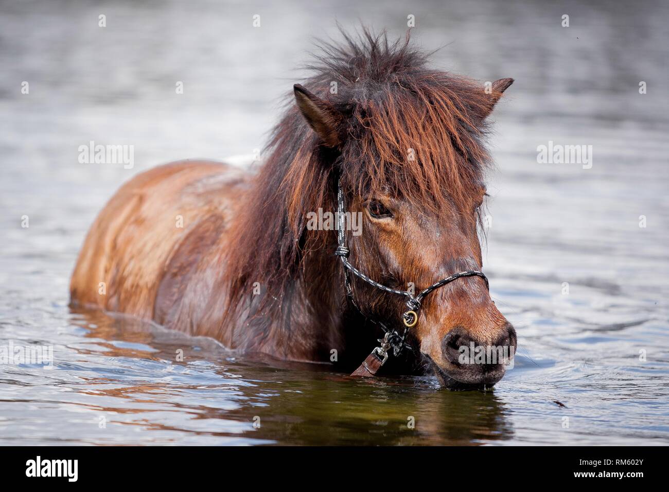 The bathing of the red horse hi-res stock photography and images - Alamy