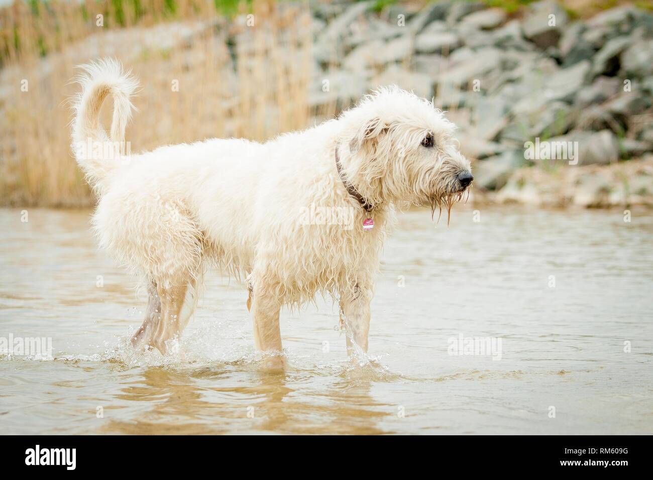 white Irish Wolfhound Stock Photo - Alamy