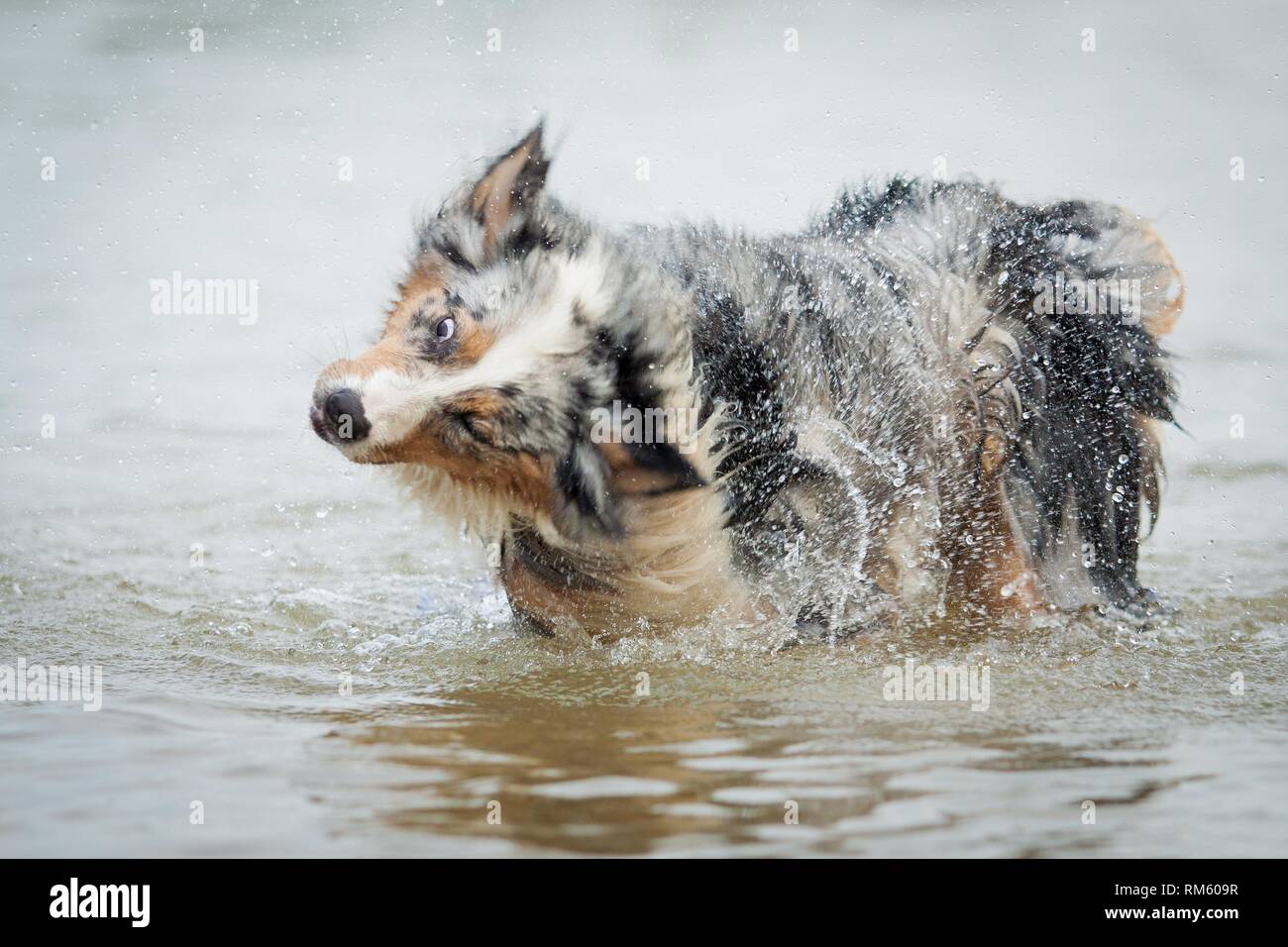 Shaking wet shepherd dog hi-res stock photography and images - Alamy