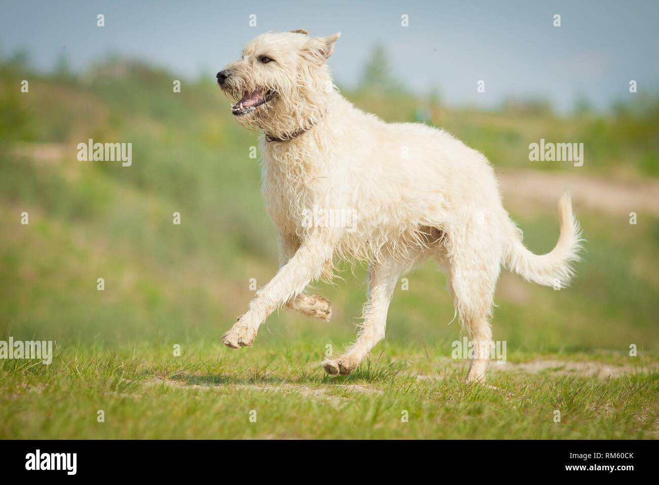 running Irish Wolfhound Stock Photo - Alamy