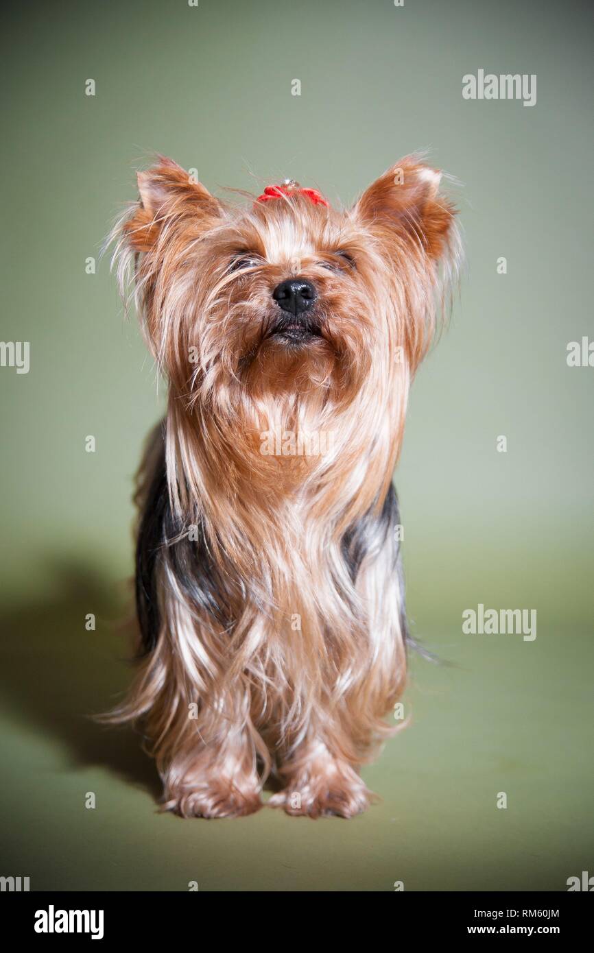 standing Yorkshire Terrier Stock Photo - Alamy