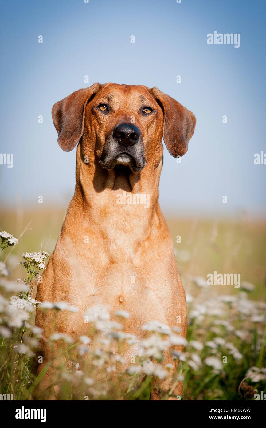 Rhodesian Ridgeback Portrait Stock Photo - Alamy