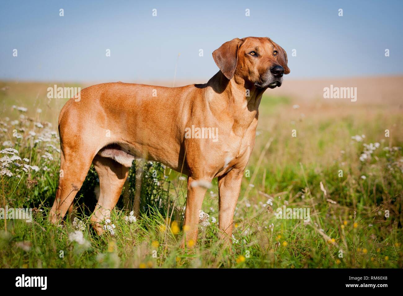 standing Rhodesian Ridgeback Stock Photo - Alamy