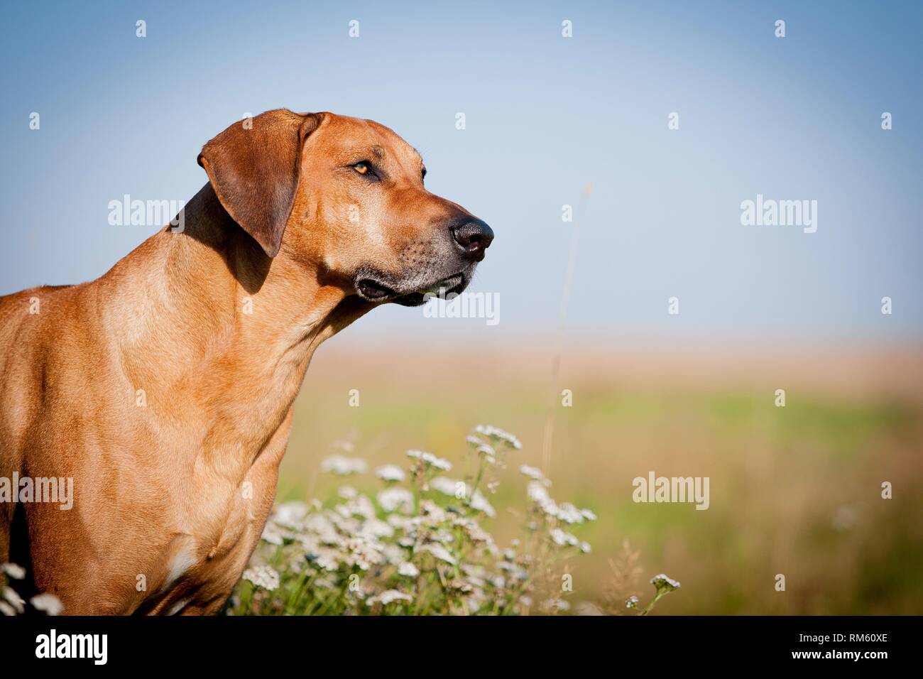 Rhodesian Ridgeback Portrait Stock Photo - Alamy
