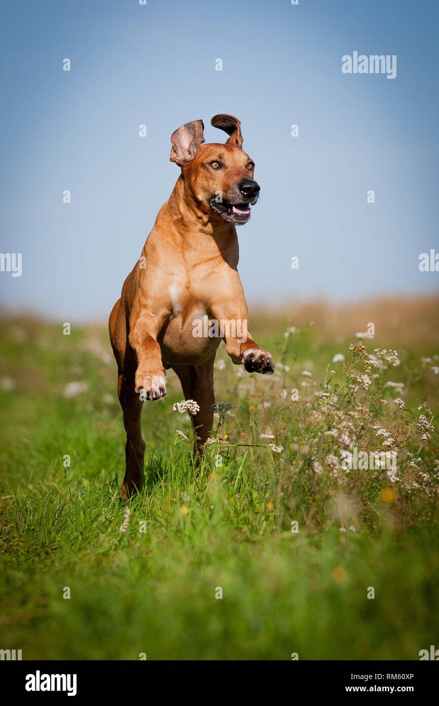 running Rhodesian Ridgeback Stock Photo - Alamy