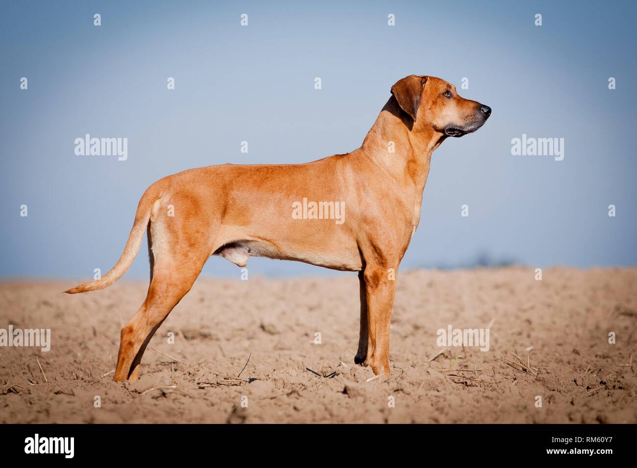 standing Rhodesian Ridgeback Stock Photo - Alamy