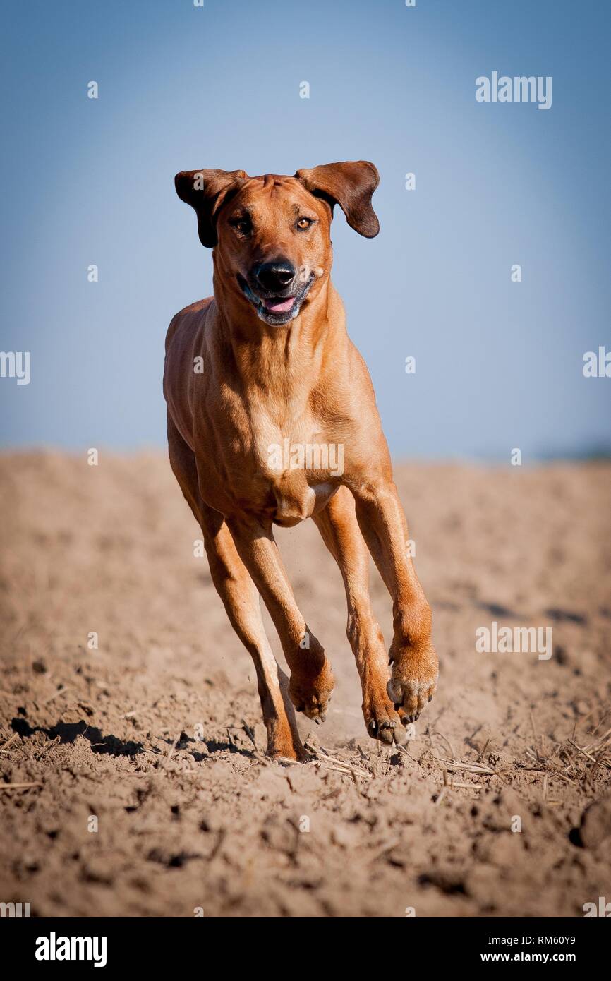 running Rhodesian Ridgeback Stock Photo - Alamy