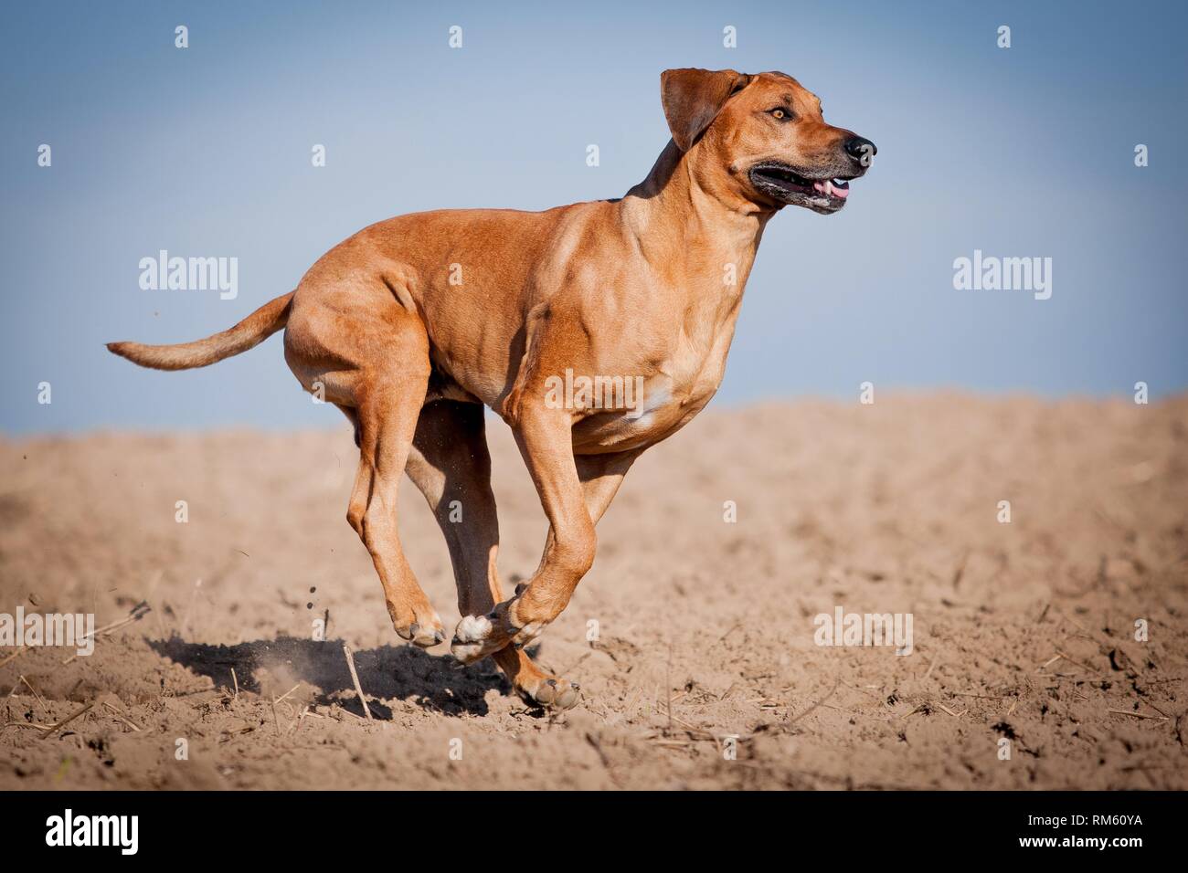 running Rhodesian Ridgeback Stock Photo - Alamy