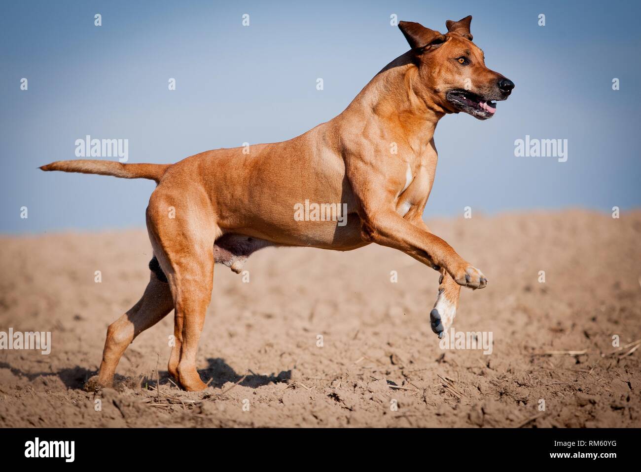 running Rhodesian Ridgeback Stock Photo - Alamy