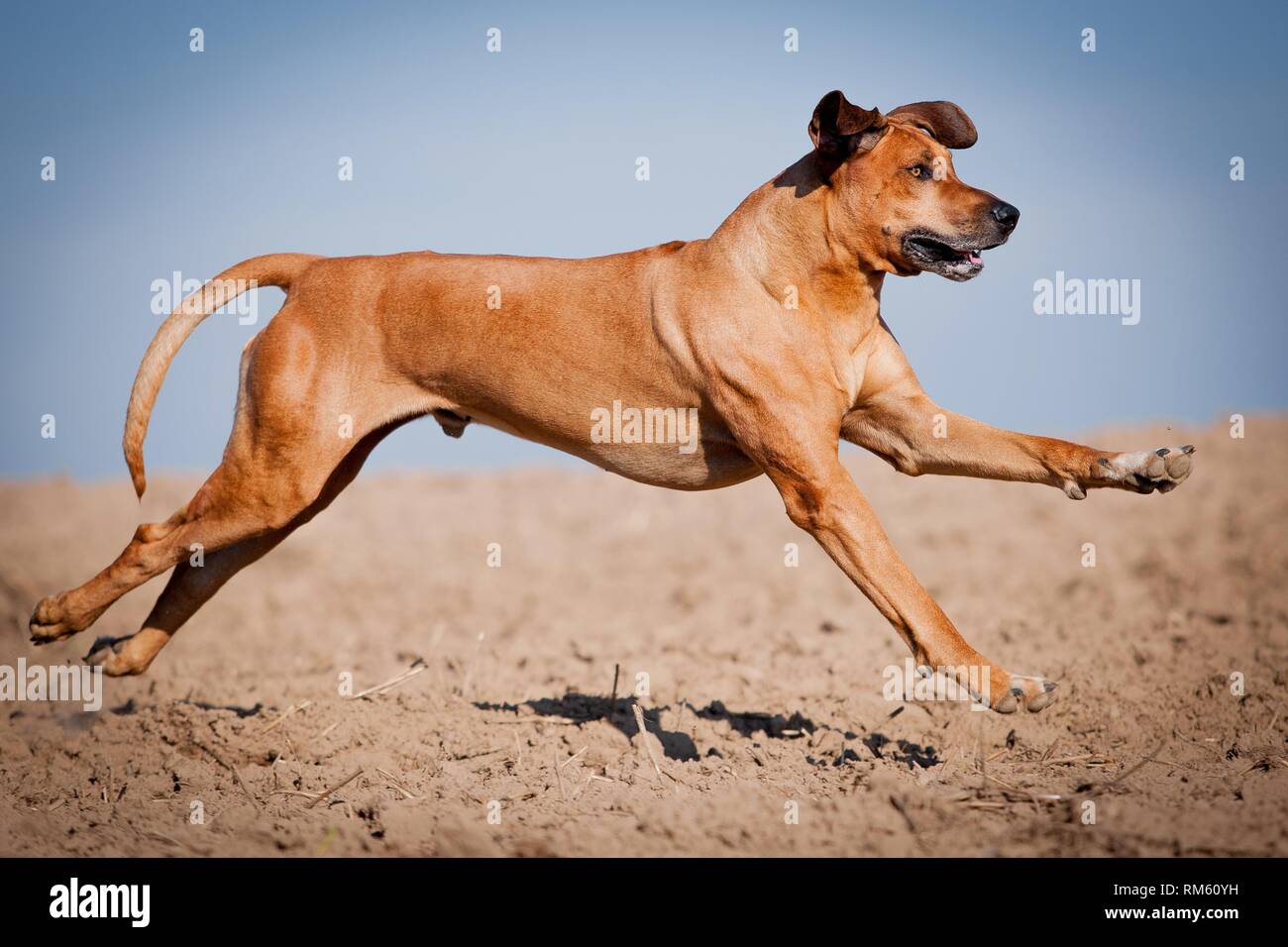 running Rhodesian Ridgeback Stock Photo - Alamy