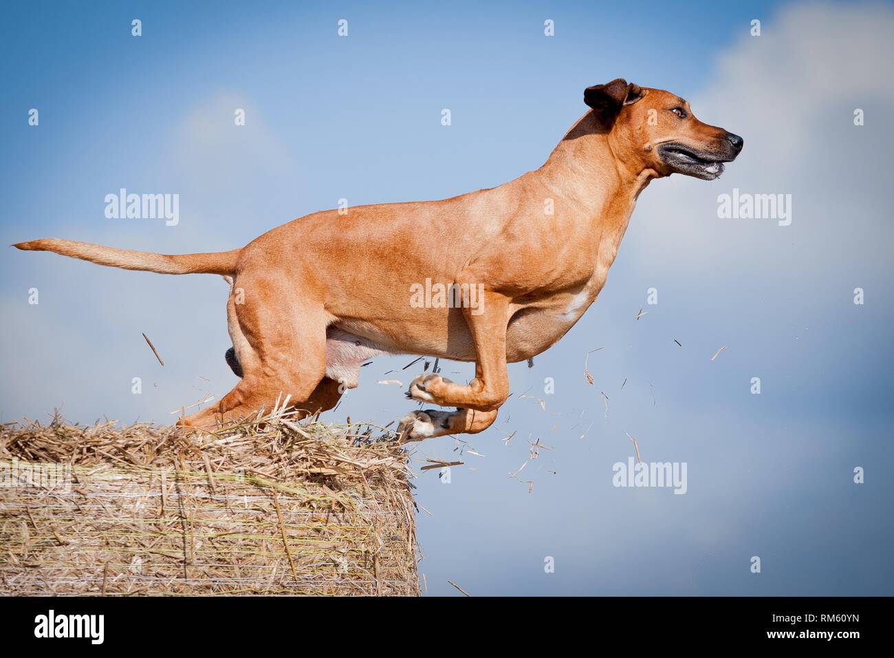 jumping Rhodesian Ridgeback Stock Photo - Alamy