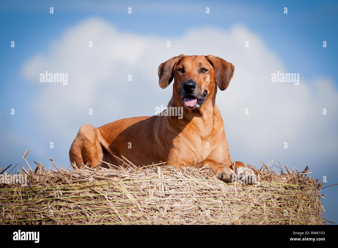 lying Rhodesian Ridgeback Stock Photo - Alamy