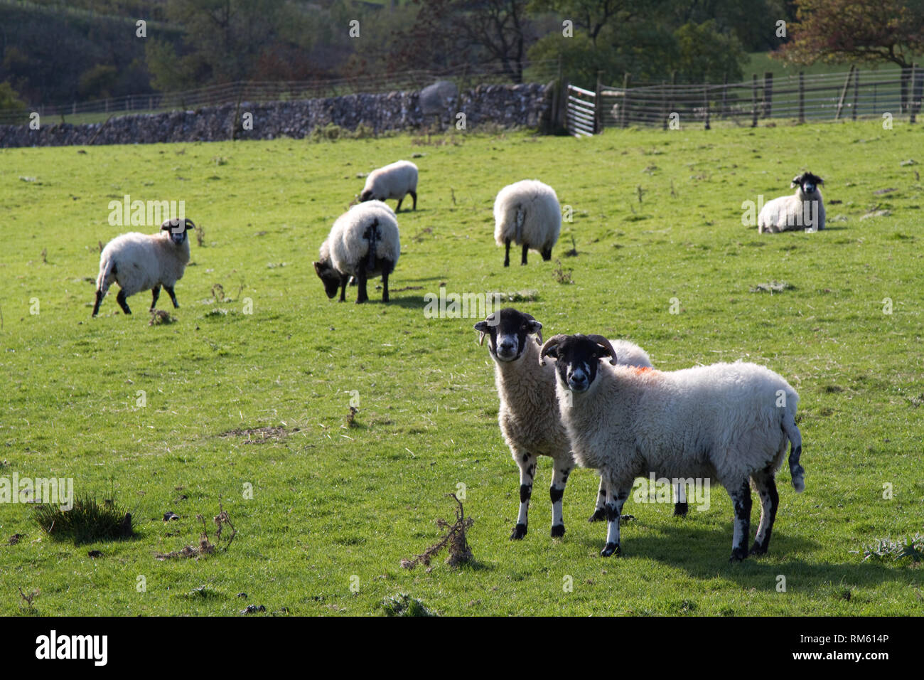 Farm animals uk cows sheep hi-res stock photography and images - Alamy