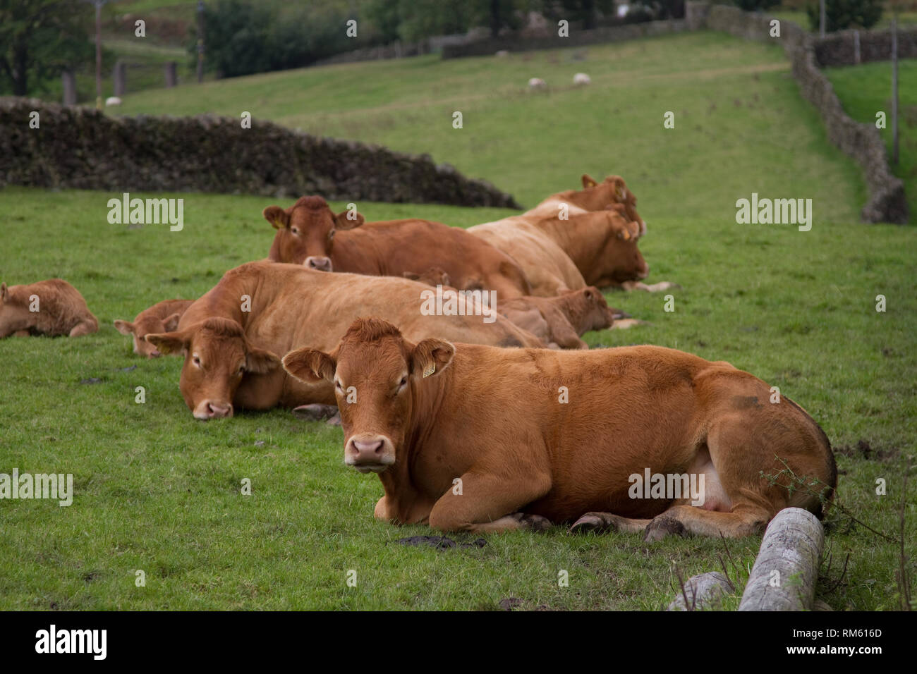 Farm animals uk cows sheep hi-res stock photography and images - Alamy