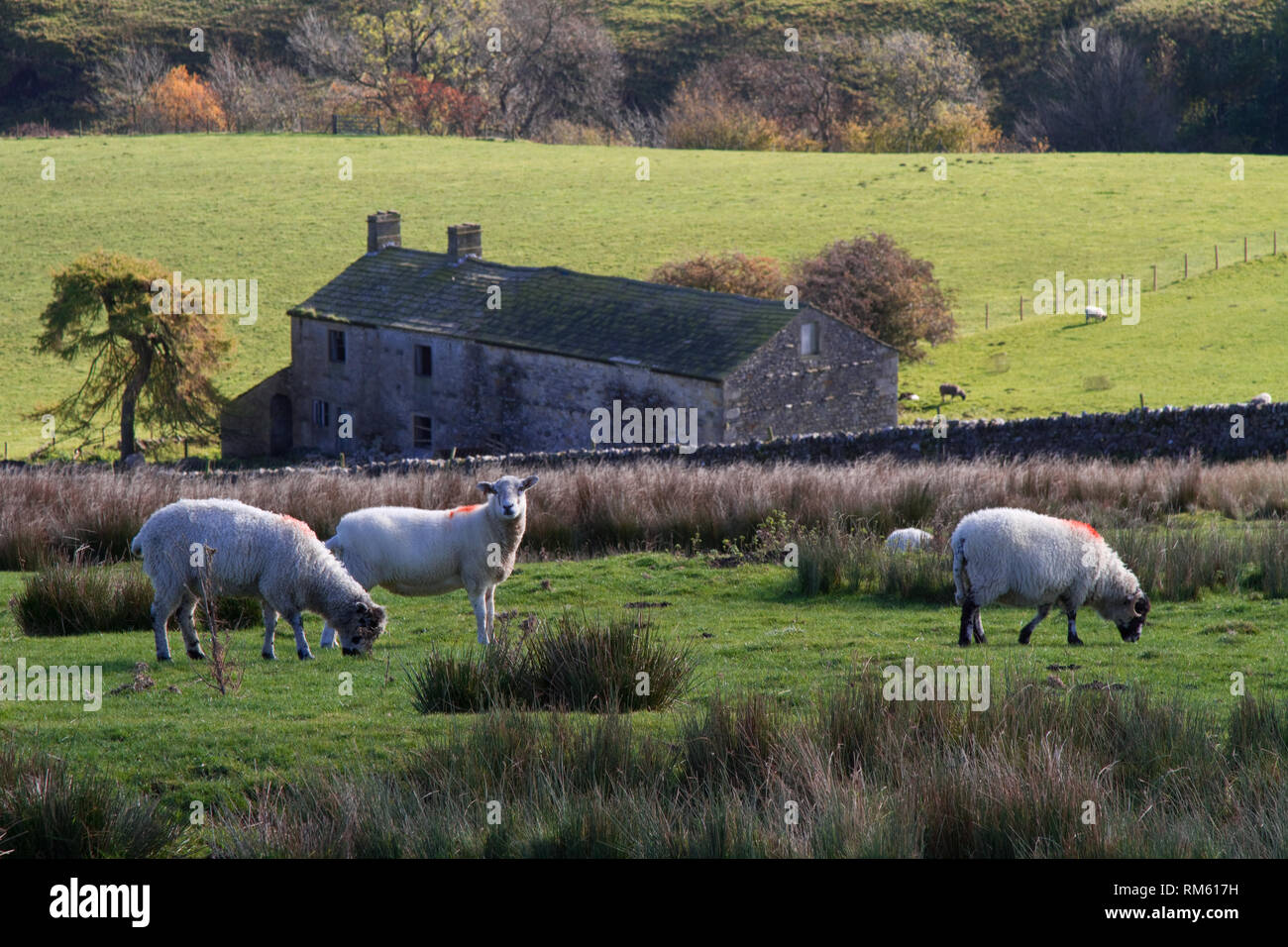Fields cows yorkshire hi-res stock photography and images - Alamy