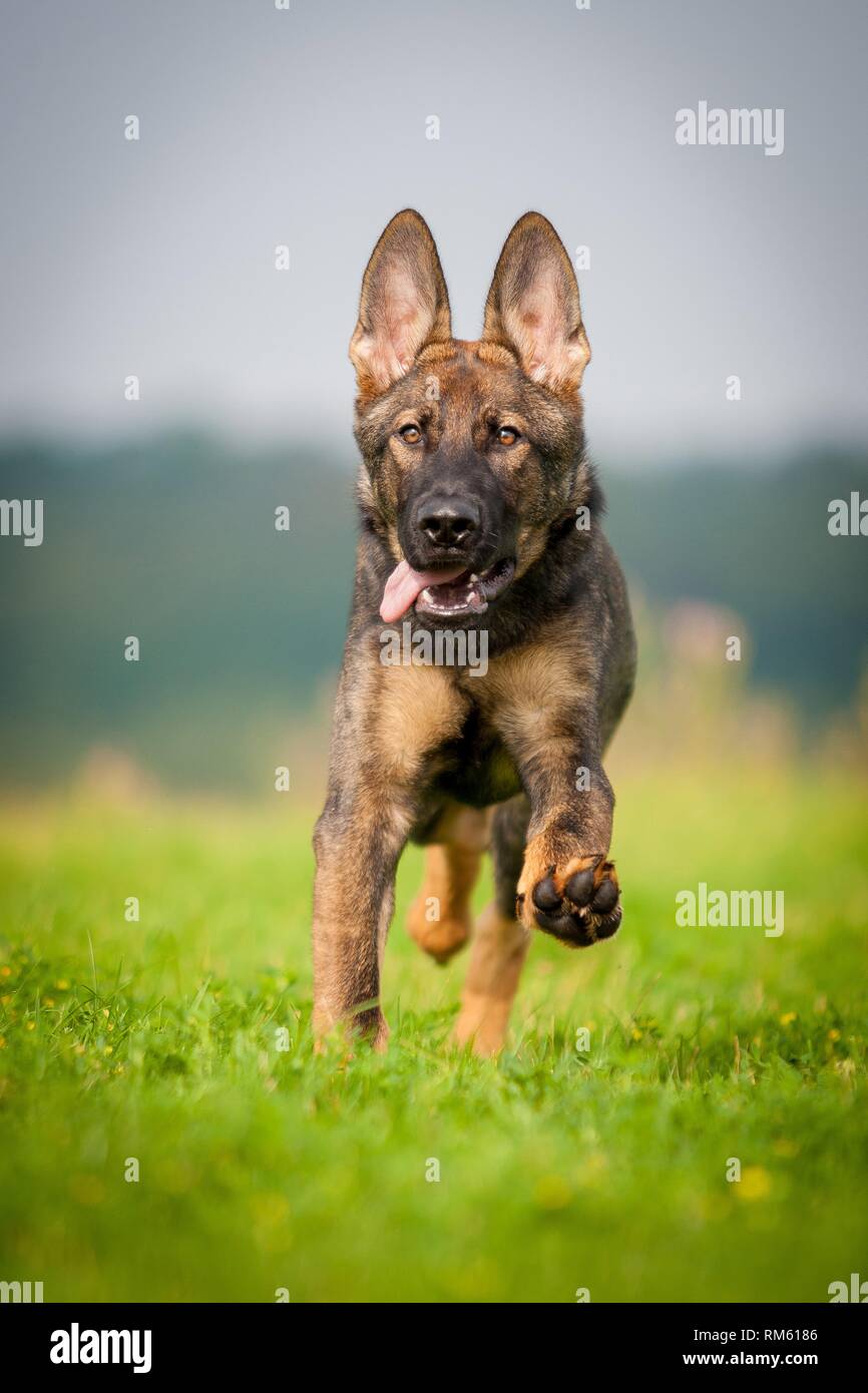 running German Shepherd Stock Photo - Alamy
