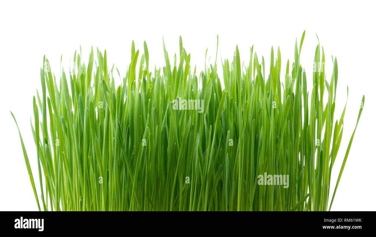Green fresh field plant hi-res stock photography and images - Alamy