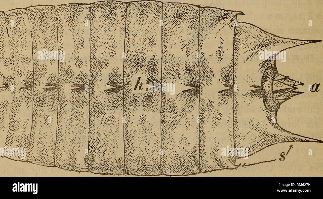 . Annual report of the Regents. New York State Museum; Science. Fig. 20 ...