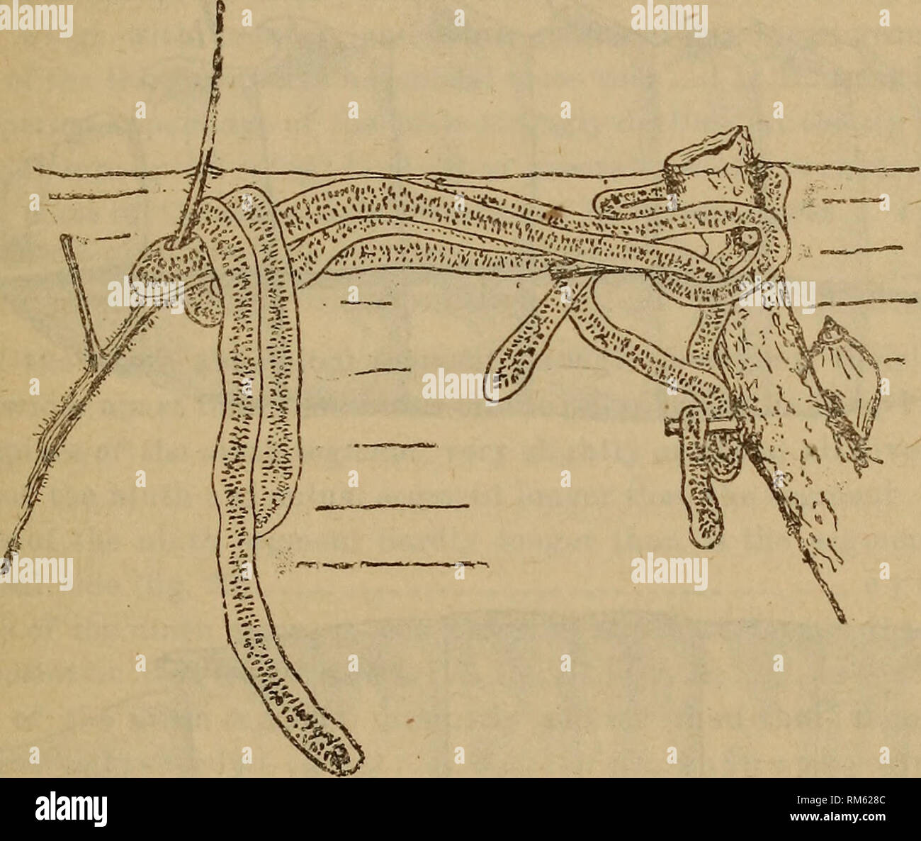. Annual report of the Regents. New York State Museum; Science. AQUATIC ...