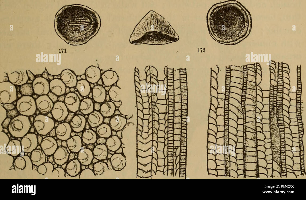 . Annual report of the Regents. New York State Museum; Science. Fio ...