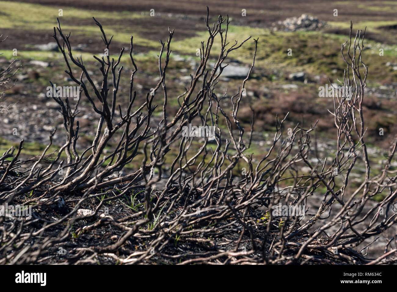 Burnt Heather on the Moors above Dove Stone reservoir, Greater ...