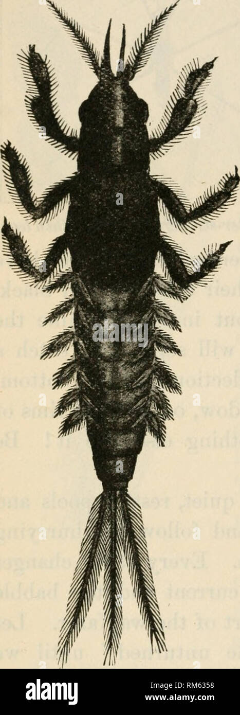 Hellgrammite hi-res stock photography and images - Alamy