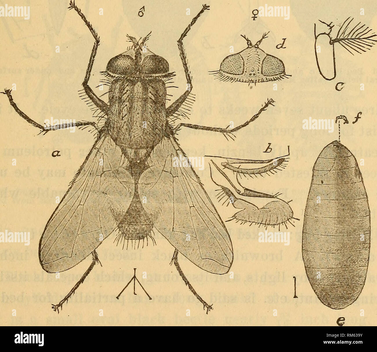 Red legged locust hi-res stock photography and images - Alamy