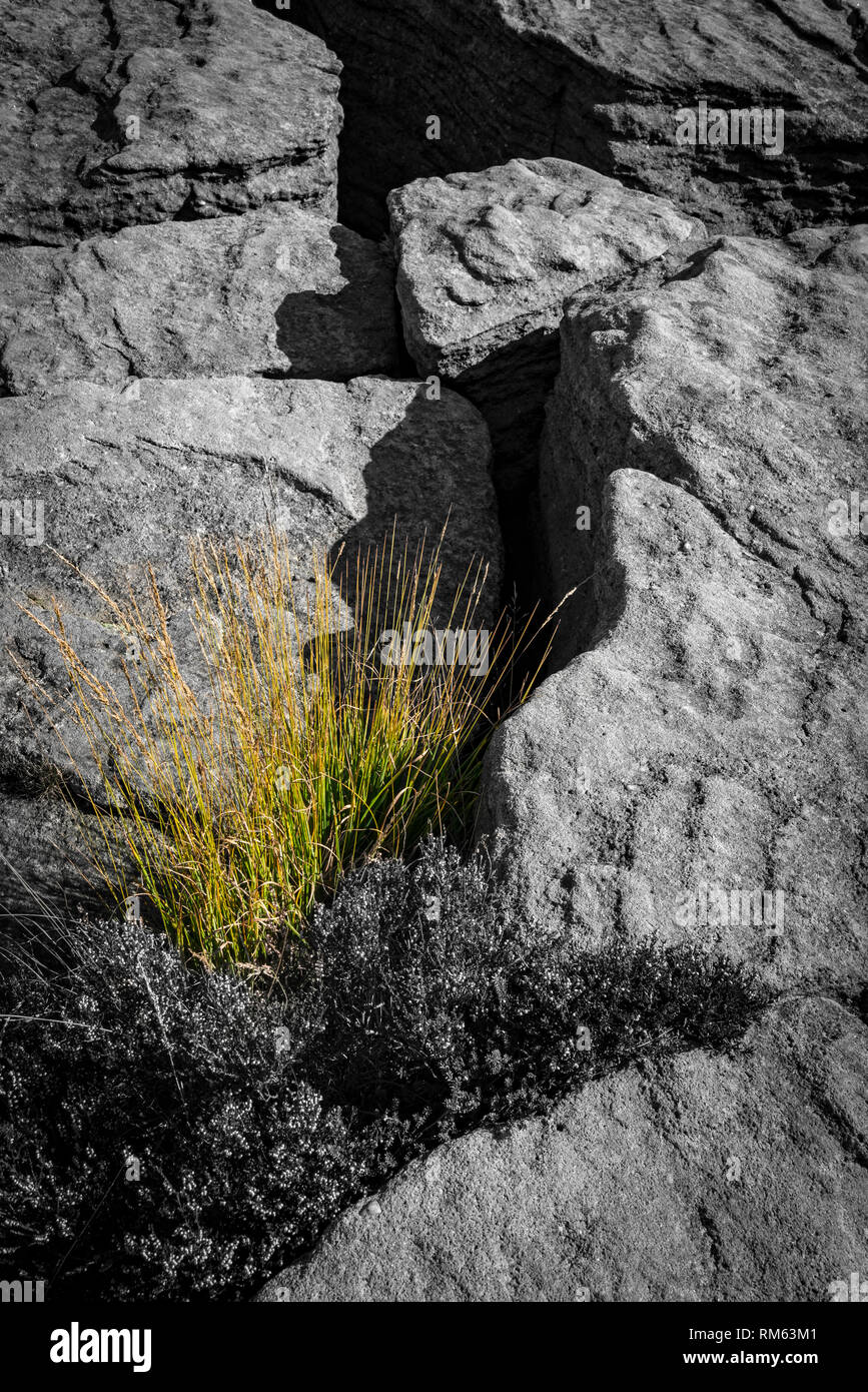 Grass growing in the reservoir hi-res stock photography and images - Alamy