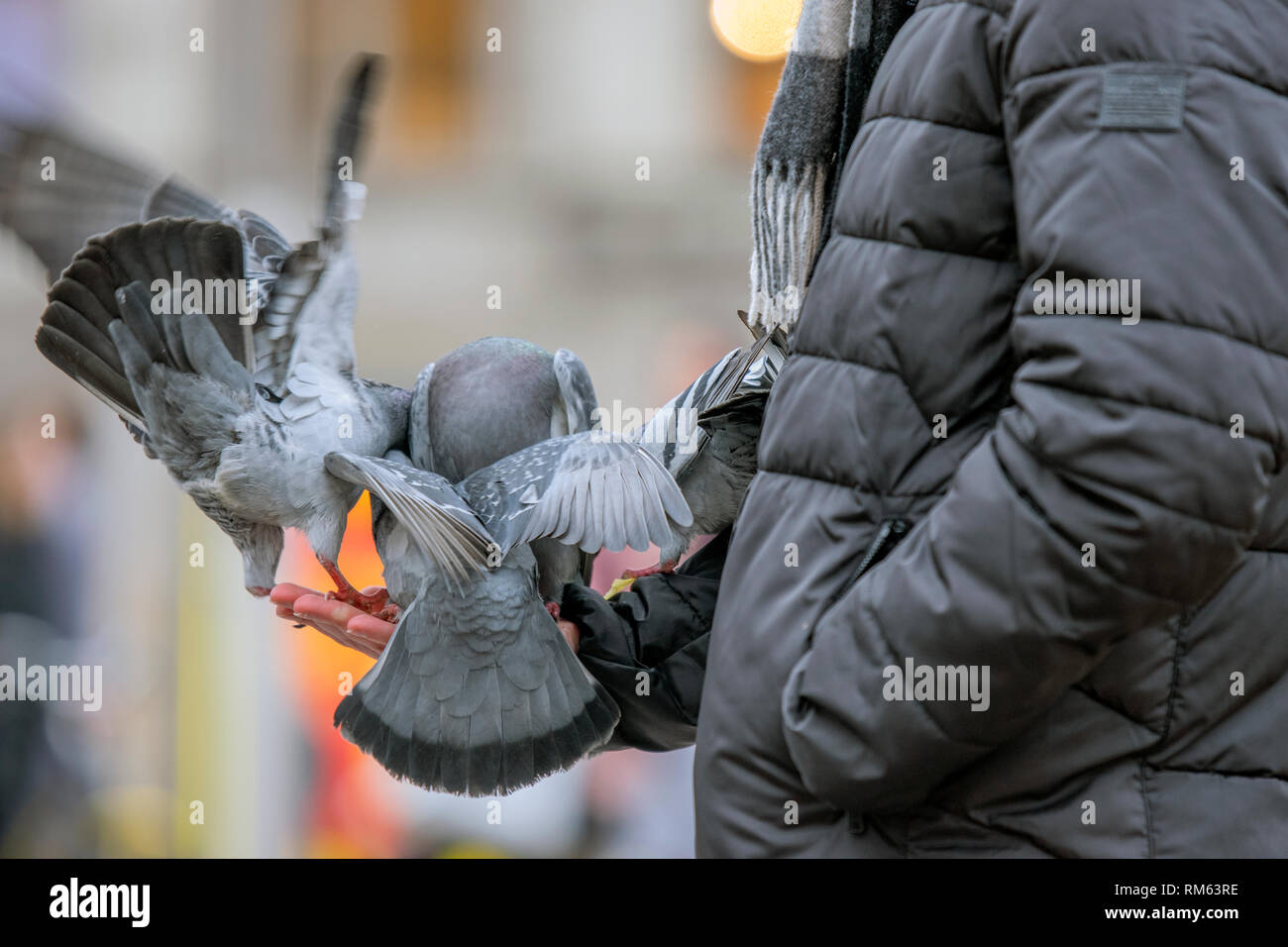 Holding Pigeons In Your Hands On The Dam Square At Amsterdam The ...