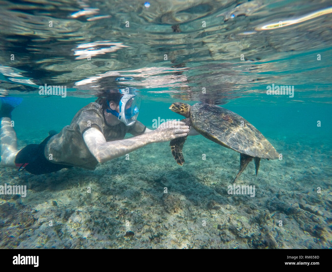 young man snorkeling and swimming with a Hawksbill sea turtle ...